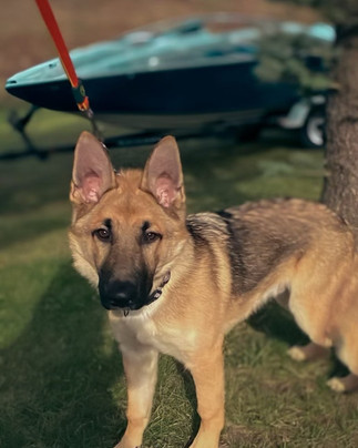 In-Home Dog Trainer | Noble K9