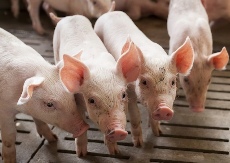 Why Labour must press ahead with precision breeding in farmed animals too