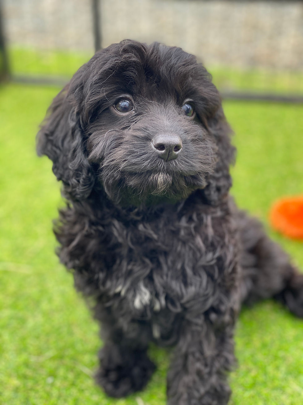 Cavoodle Puppies Available | Cavoodles