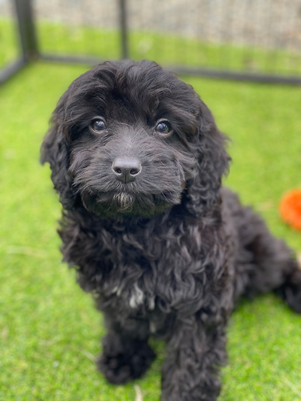 Cavoodle Puppies Available | Cavoodles