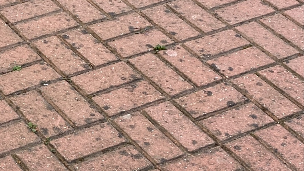 What Is Black Spot? An Essential Guide For Property Owners