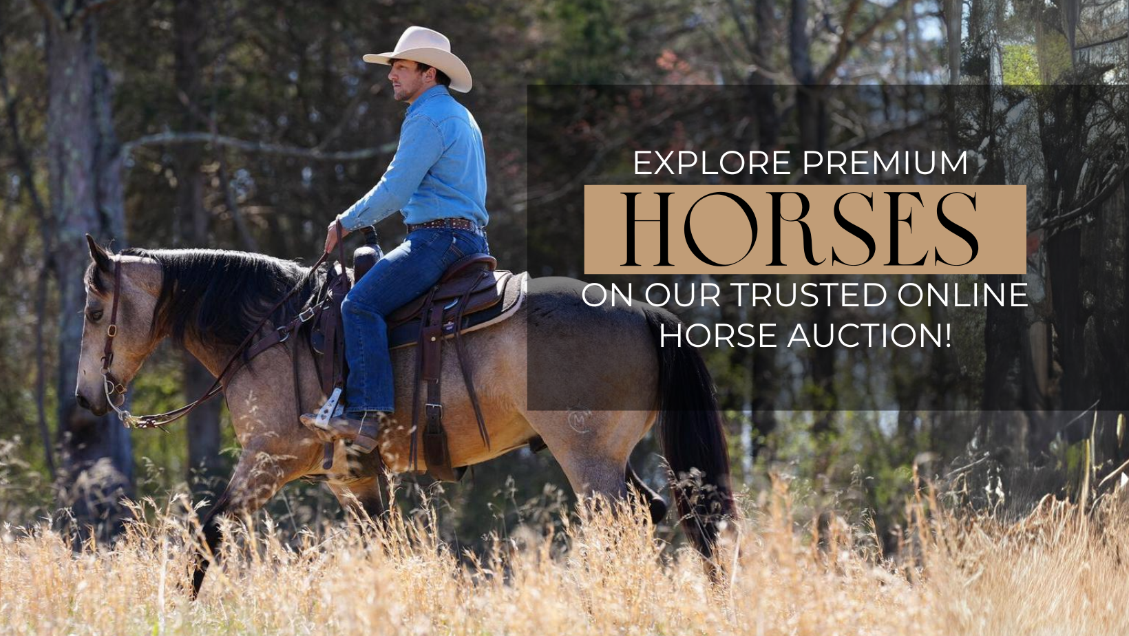 About | Magic Horse Auction