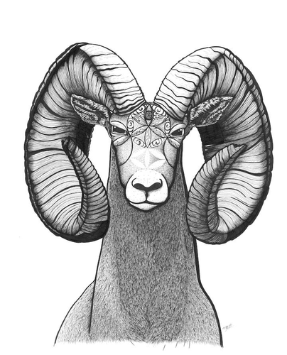 Bold Ram - Limited Edition Print | Sarah Skiold Hanlin
