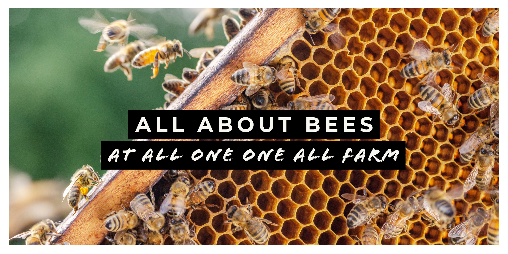 All About Bees | All One One All Farm