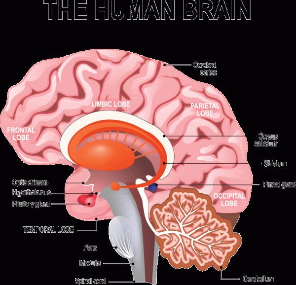 UNDERSTANDING THE NERVOUS SYSTEM, BRAIN, AND MUSCLE CONNECTION