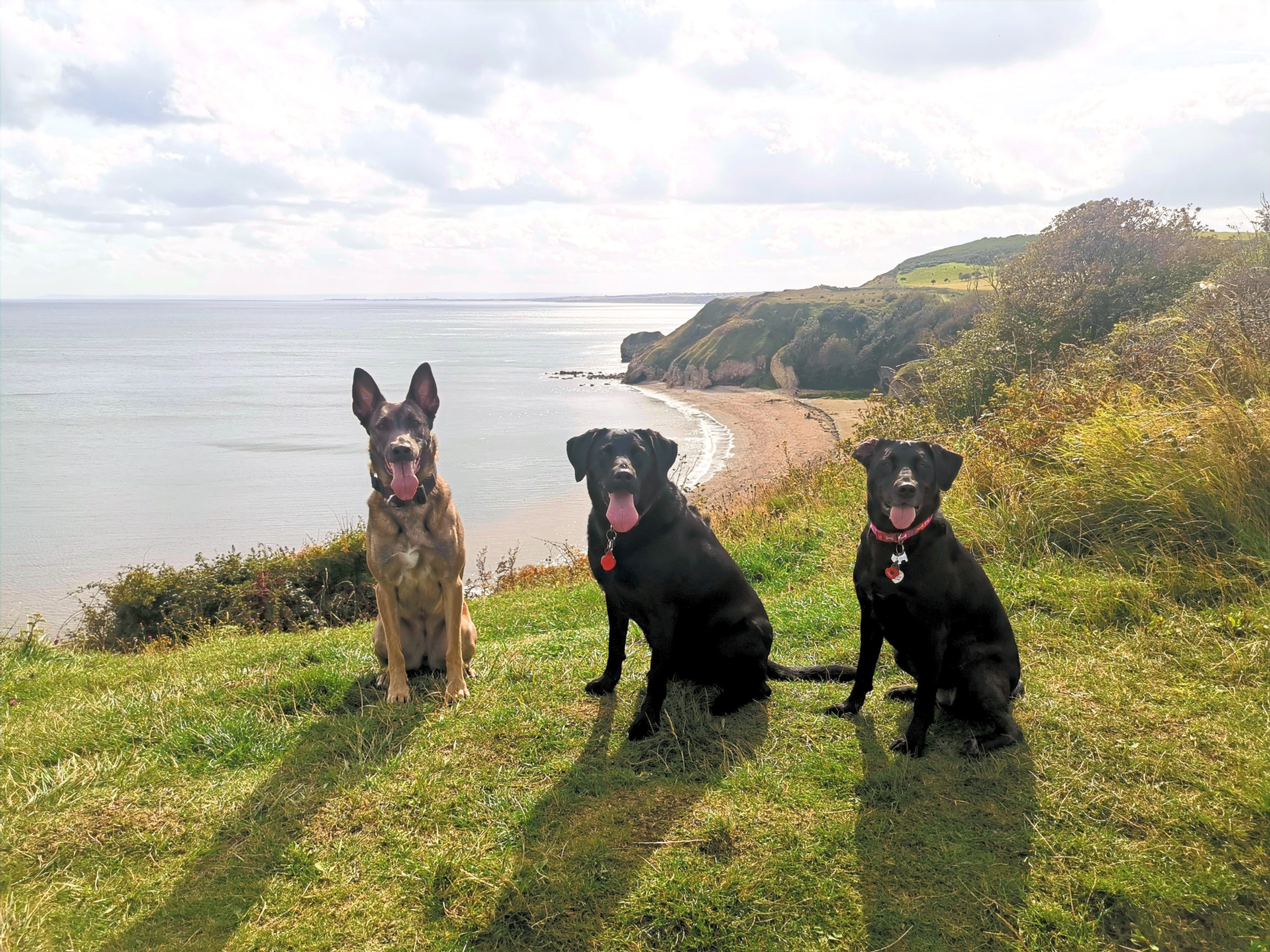 Home | Houghton le Spring Dog Walker | K9Ramblers