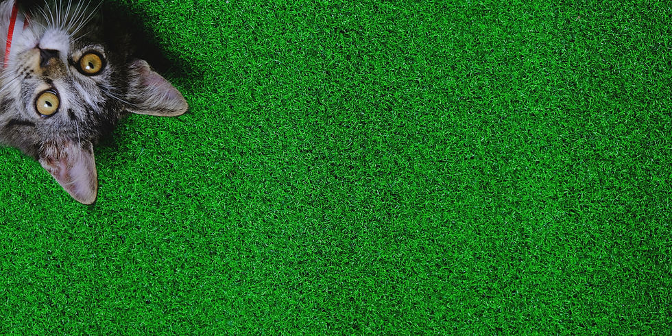 Aleef Pet Care | Premium Pet Supplies Distributor in UAE