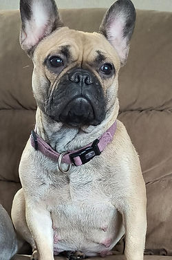 Home | Full Suit Frenchies