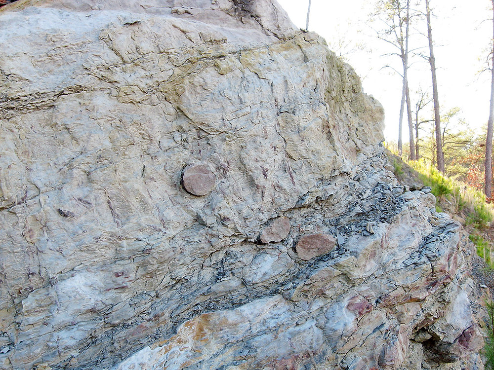 Fossilized Roots Of A Very Big Tree