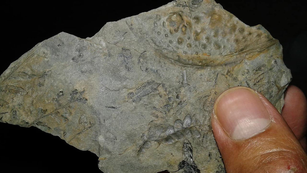 A Significant Alabama Fossil Discovery