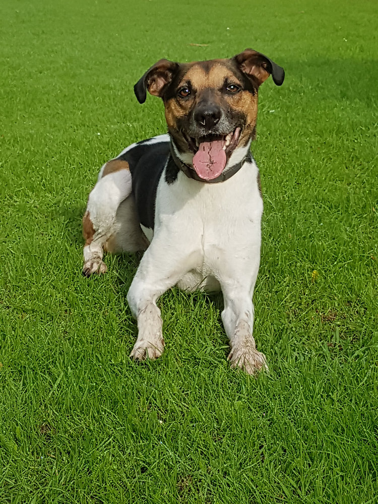 Teaching your Dog the 'Down' command in 5 simple steps