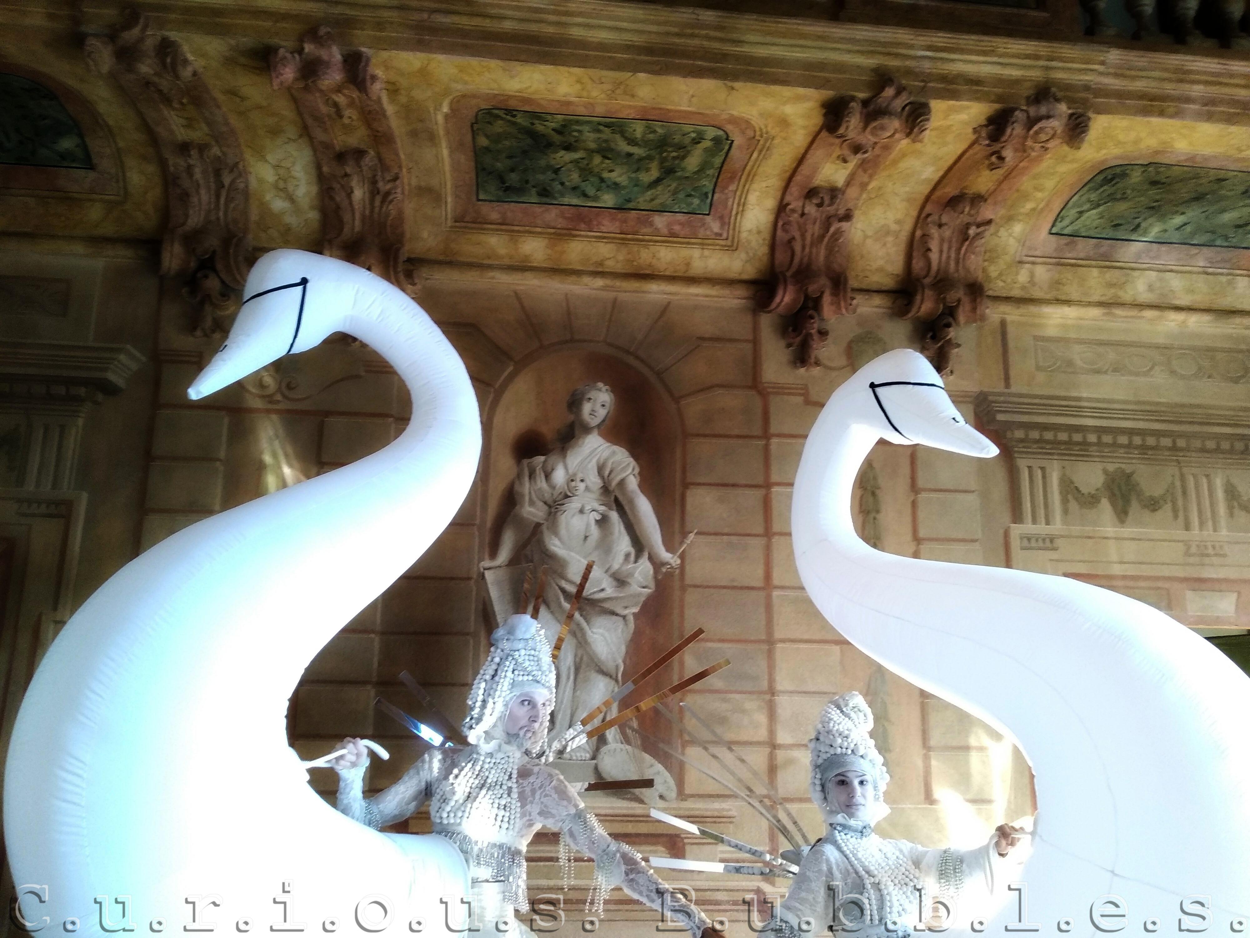 Swan Performances Gallery. Curious Bubbles.