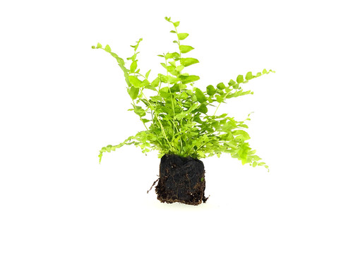 Boston Nevada | ARC Ferns, LLC