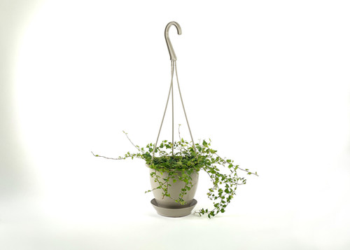 String of Frogs | Wholesale Foliage