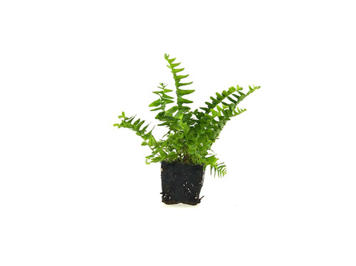Chester (Jesters Crown) PP16531 | ARC Ferns, LLC