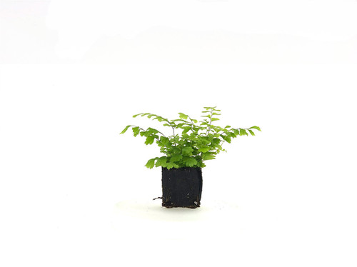 Bronze Venus Maidenhair PP9238 | ARC Ferns, LLC