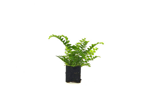 Medusa | ARC Ferns, LLC