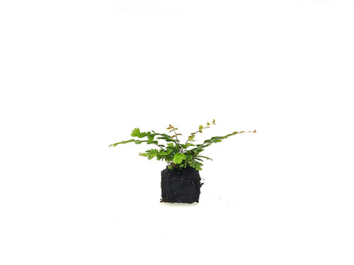Trailing Maidenhair | ARC Ferns, LLC