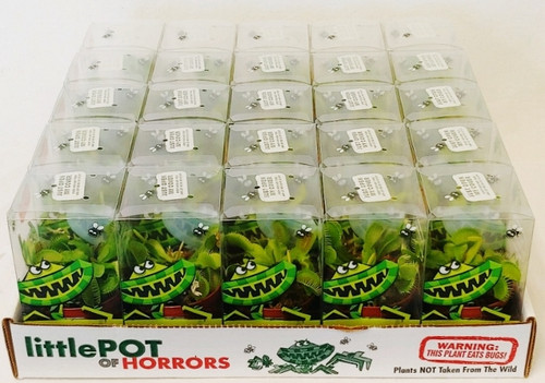 3” Venus Flytraps in Monster Box | Flori-Design Inc.