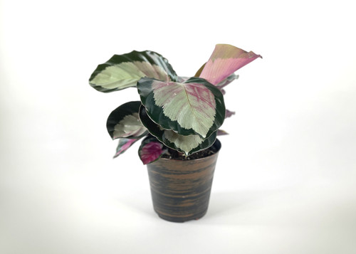 Calathea Roseo Picta Rosy | Wholesale Foliage