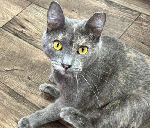 Mouse Trap | Charming Pet Rescue