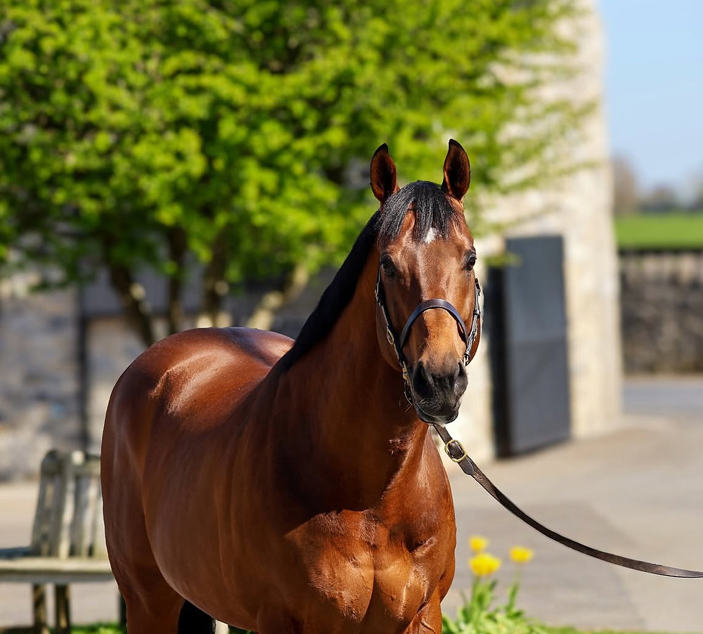 New Group winner for Starman as Green Sense defeats colts in Prix ...