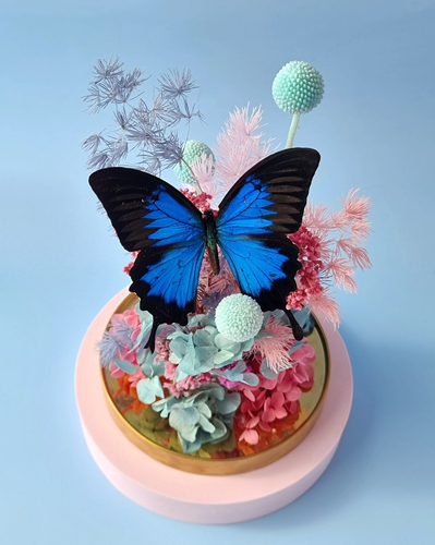 Lord Ulysses Pink & Blue Large Dome | Babe Butterfly