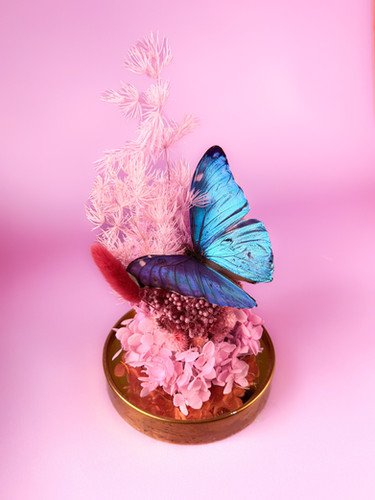 Morpho Adonis Pink & Purple Small Dome | Babe Butterfly