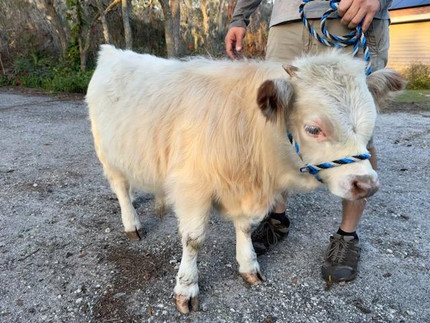 Mini Farm | Mini Cattle | Mini Moos | Terra Bella Mini Farm