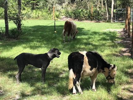 Mini Farm | Mini Cattle | Mini Moos | Terra Bella Mini Farm