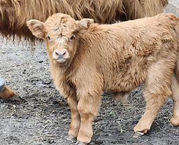 Calf Sales | Miniature cattle | Mini Cows for sale | Florida | Terra ...