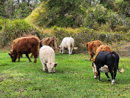 Mini Farm | Mini Cattle | Mini Moos | Terra Bella Mini Farm