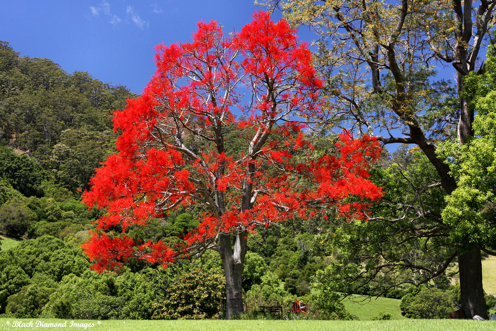Flame Trees & Flaming Hearts - By Lydia Fraser....