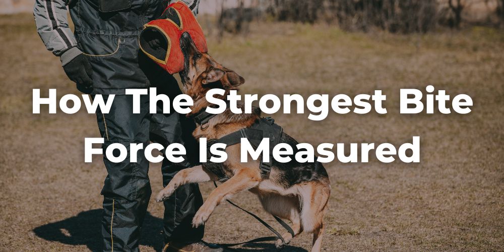 10 Breeds on the Dog Bite Force List That Can Cause Serious Injuries to ...