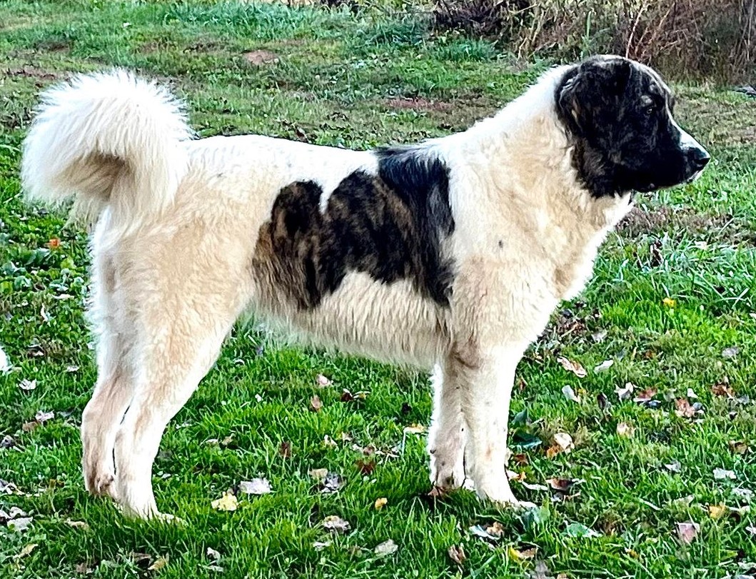 PYRENEAN MASTIFF