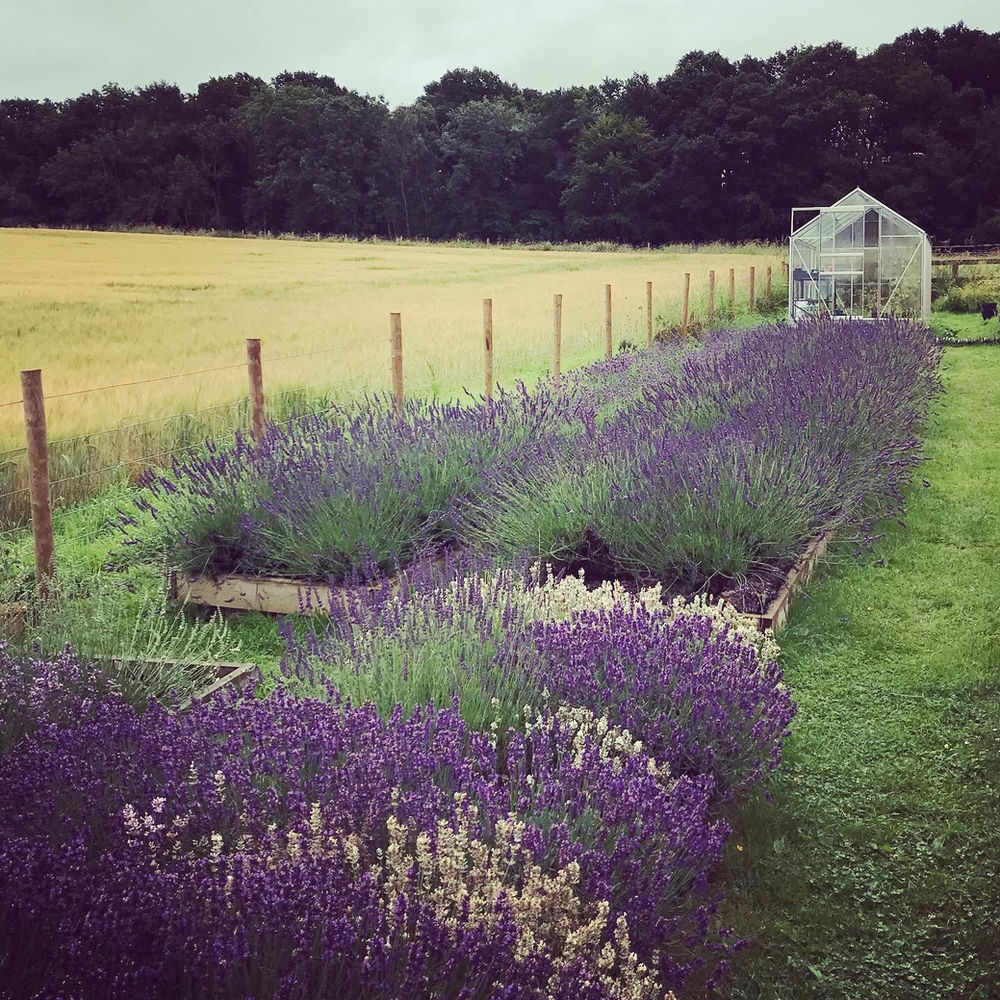 Welcome to our lavender garden