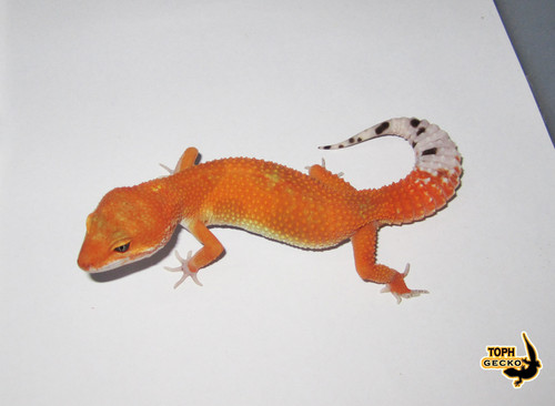 SHTCTB ph Tremper | TOPH