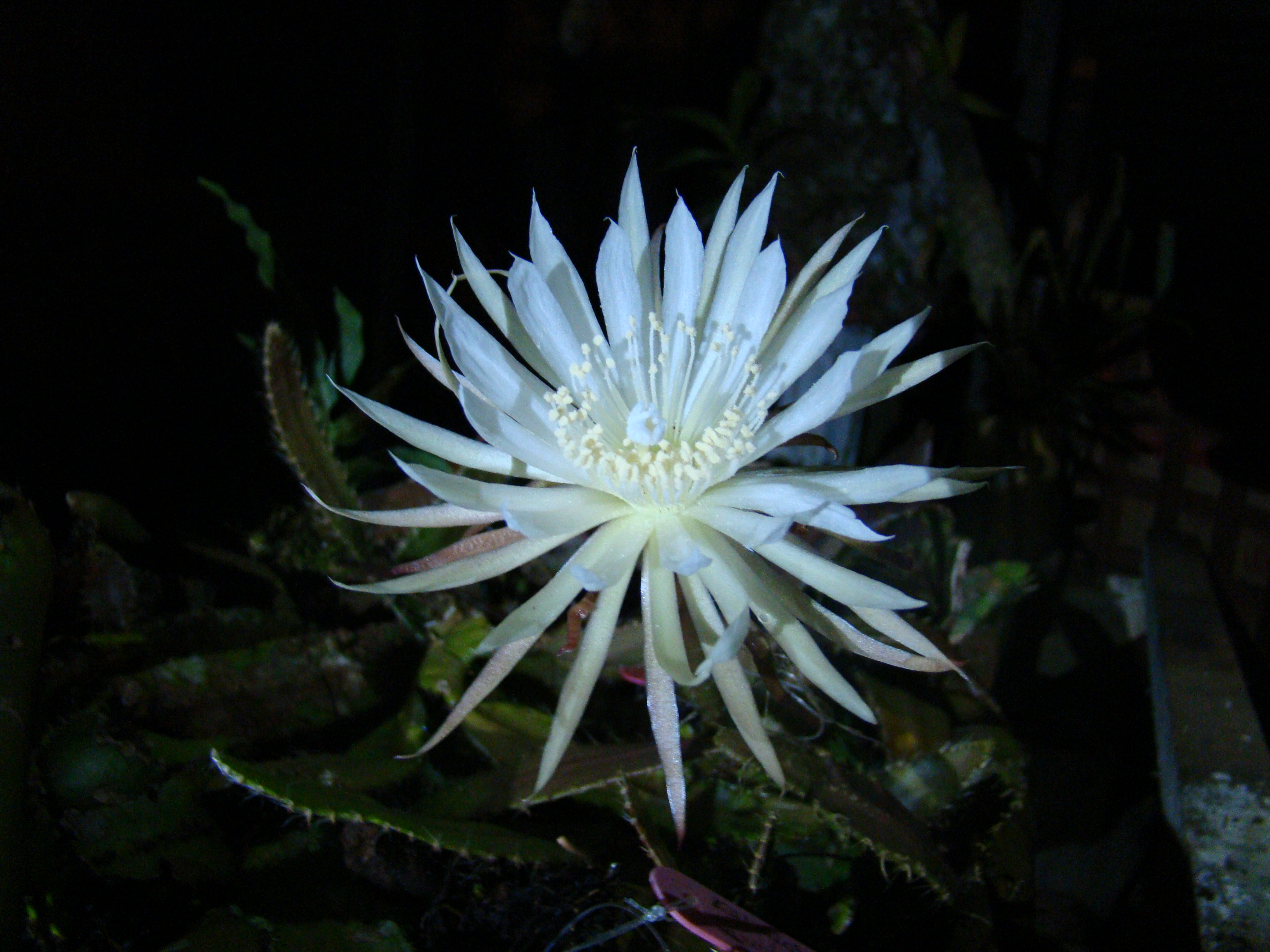 Deflora | Home | Paisagismo | Jardinagem | Floricultura | Goiás