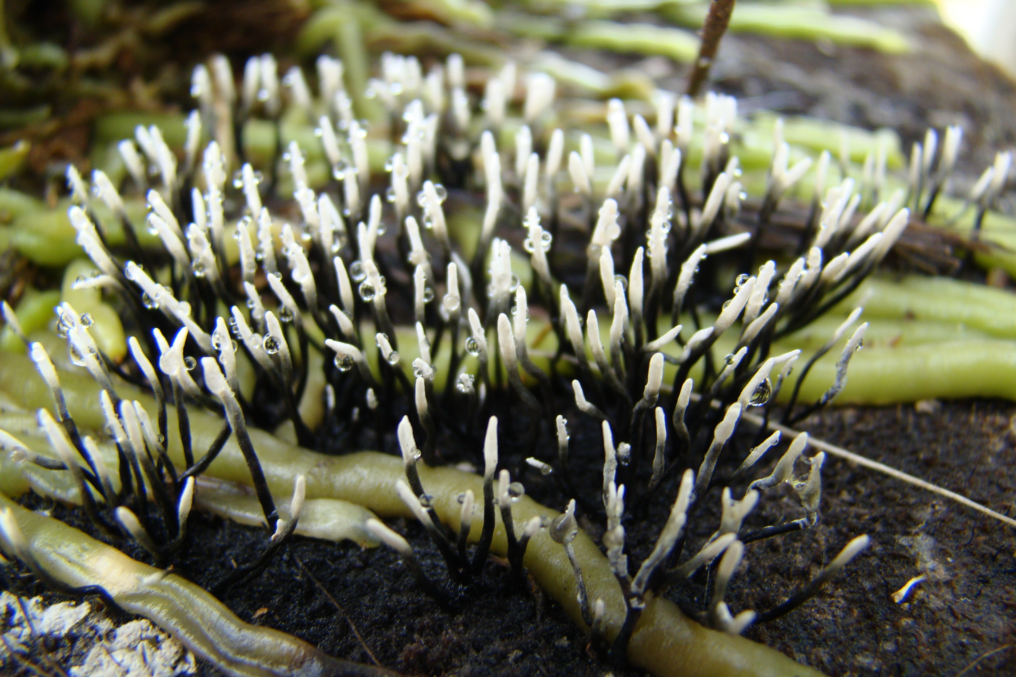 Deflora | Home | Paisagismo | Jardinagem | Floricultura | Goiás