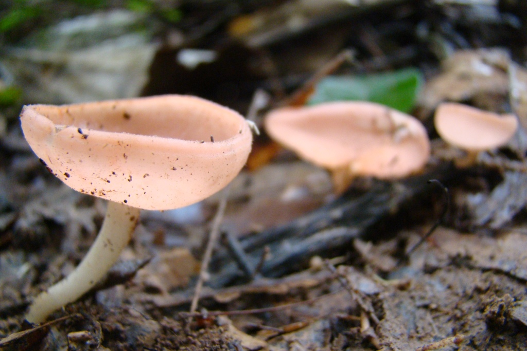 Deflora | Home | Paisagismo | Jardinagem | Floricultura | Goiás