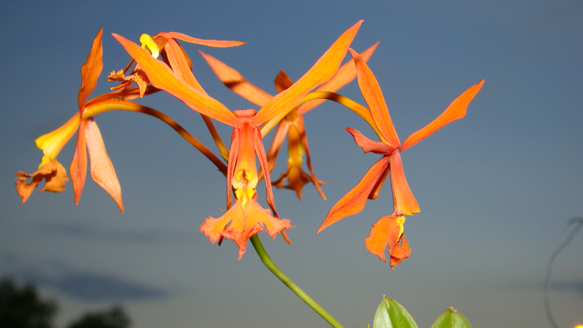 Deflora | Home | Paisagismo | Jardinagem | Floricultura | Goiás