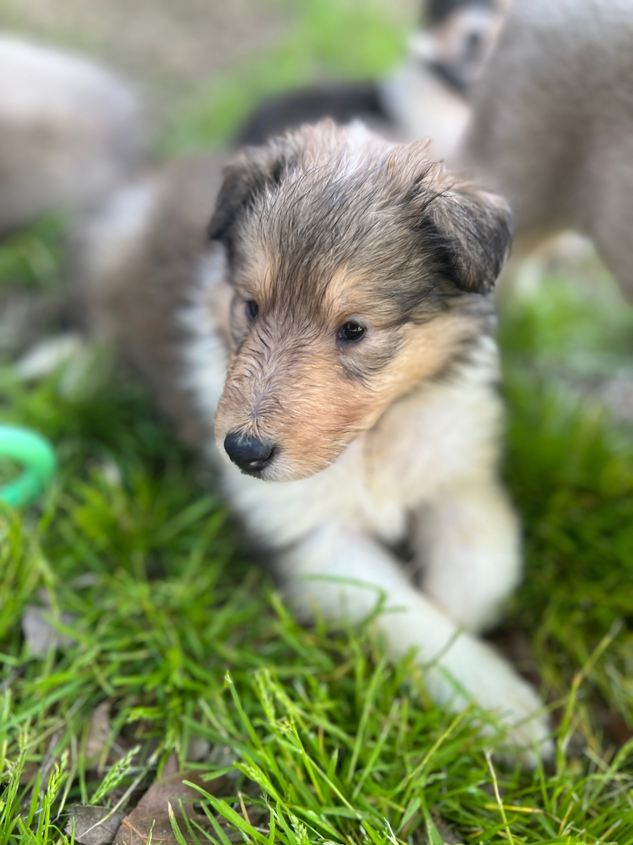 The Genetic Secrets Behind Collie Coat Variations
