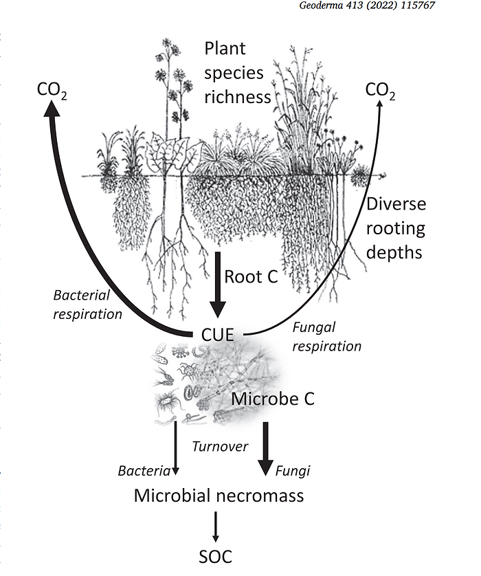 Mycorrhizal Fungi and Carbon Sequestration: Crucial part of the Carbon ...