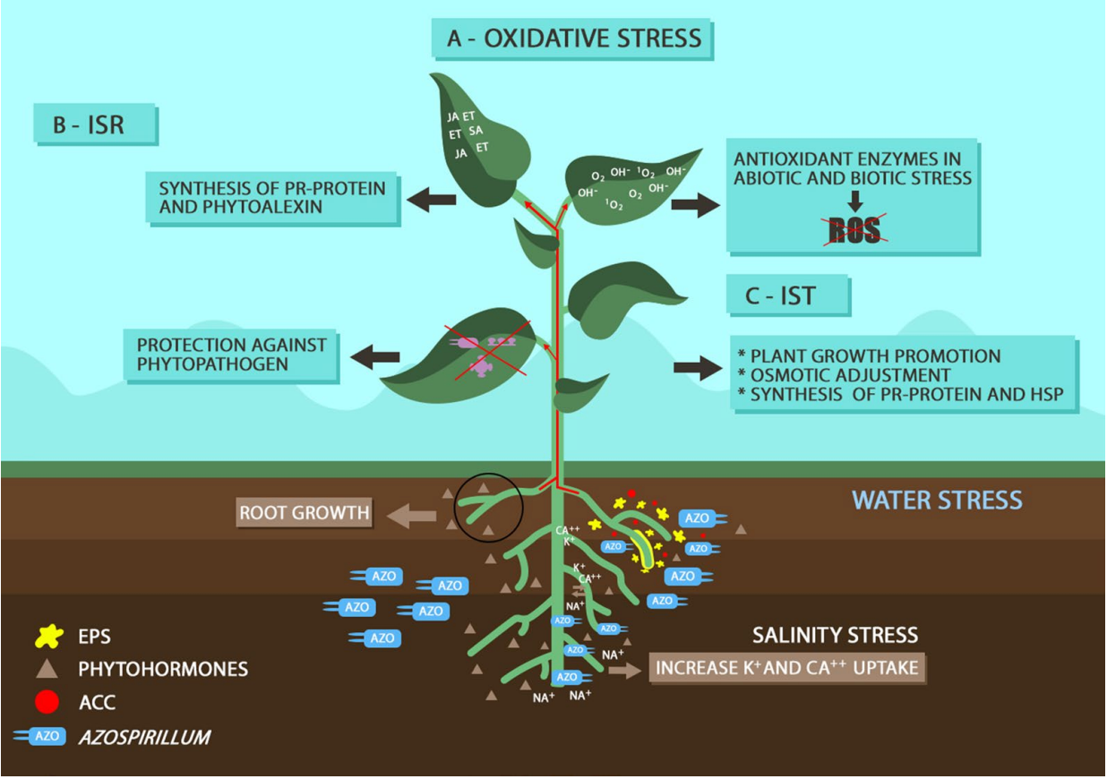 Azospirillum Bacteria Species in Agricultural Applications, Current ...