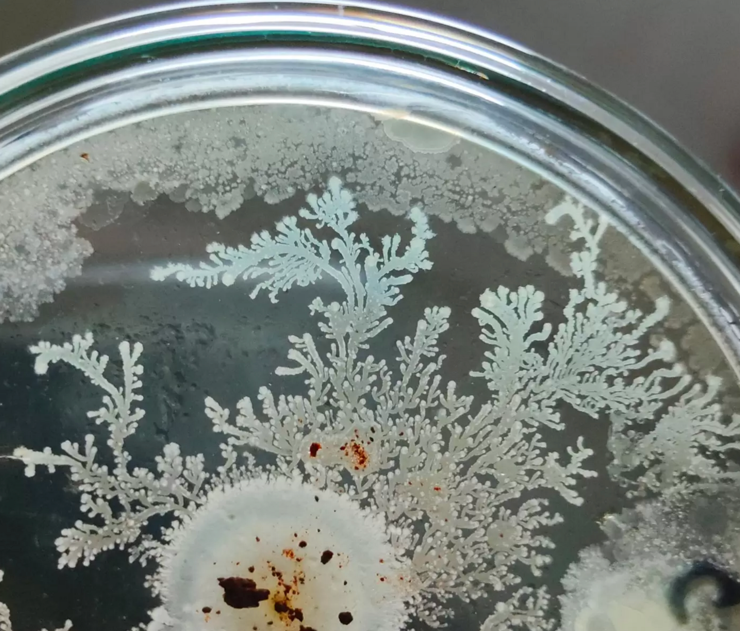 Bacillus Coagulans in Agriculture: Uses, Benefits, and Key Considerations