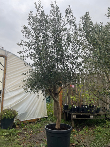 Mature Olive Tree | Wyndford Plants | Plant Nursery | Ecclesmachan