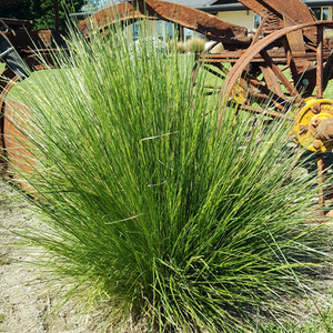 Poa Cita (Silver Tussock) | West Eyreton Plants