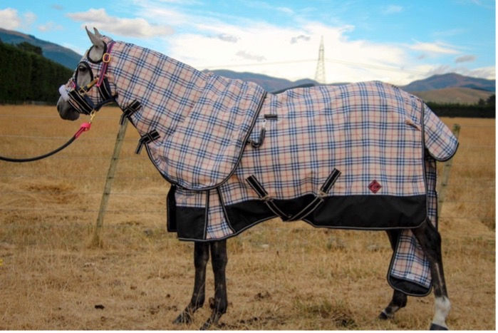 CLEARANCE | Zeberdee