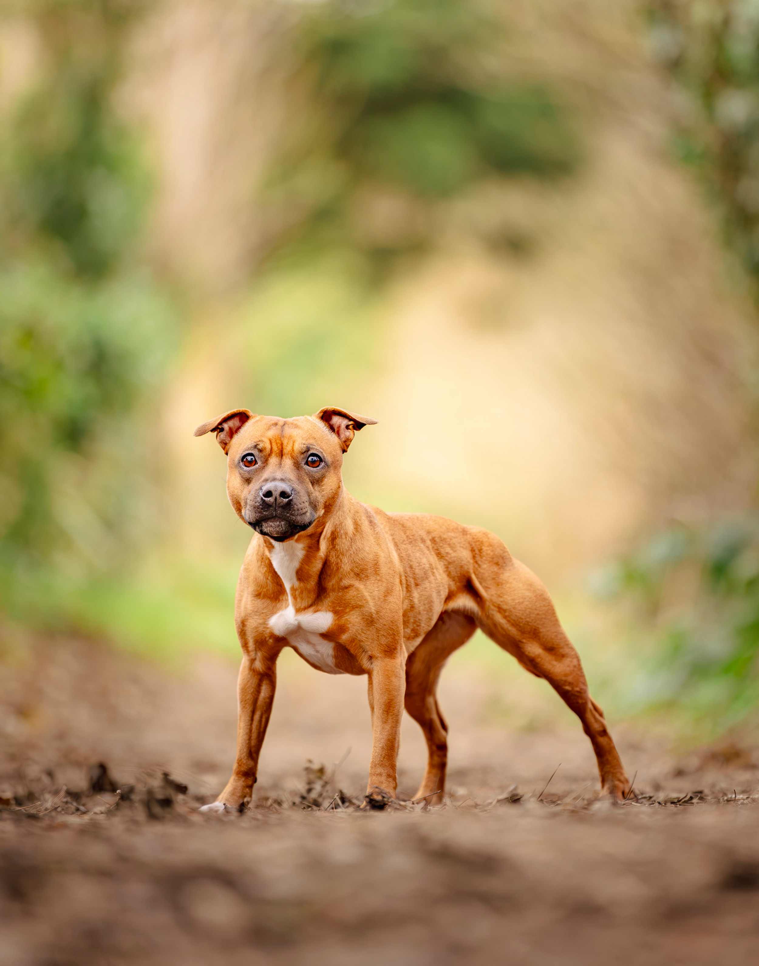 Dogs | Chipperton Photography | O‘ahu, Hawaii