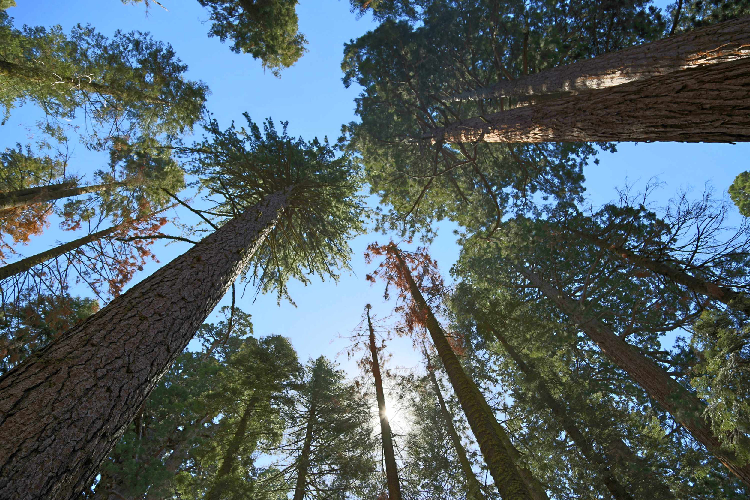 Sequoia & Kings Canyon | Nationalparksplanner